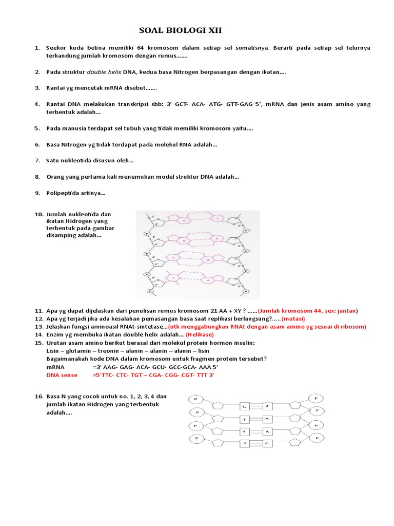 Soal Bio Xii | PDF