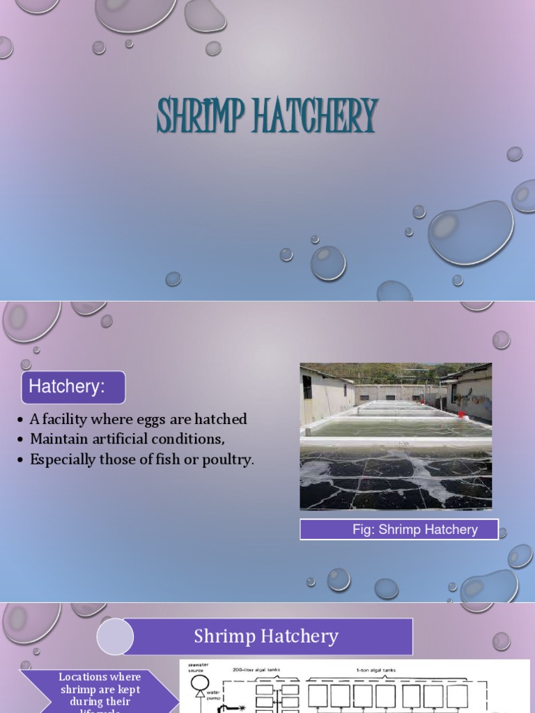 Shrimp Hatchery Design and Management | PDF | Spawn (Biology) | Water