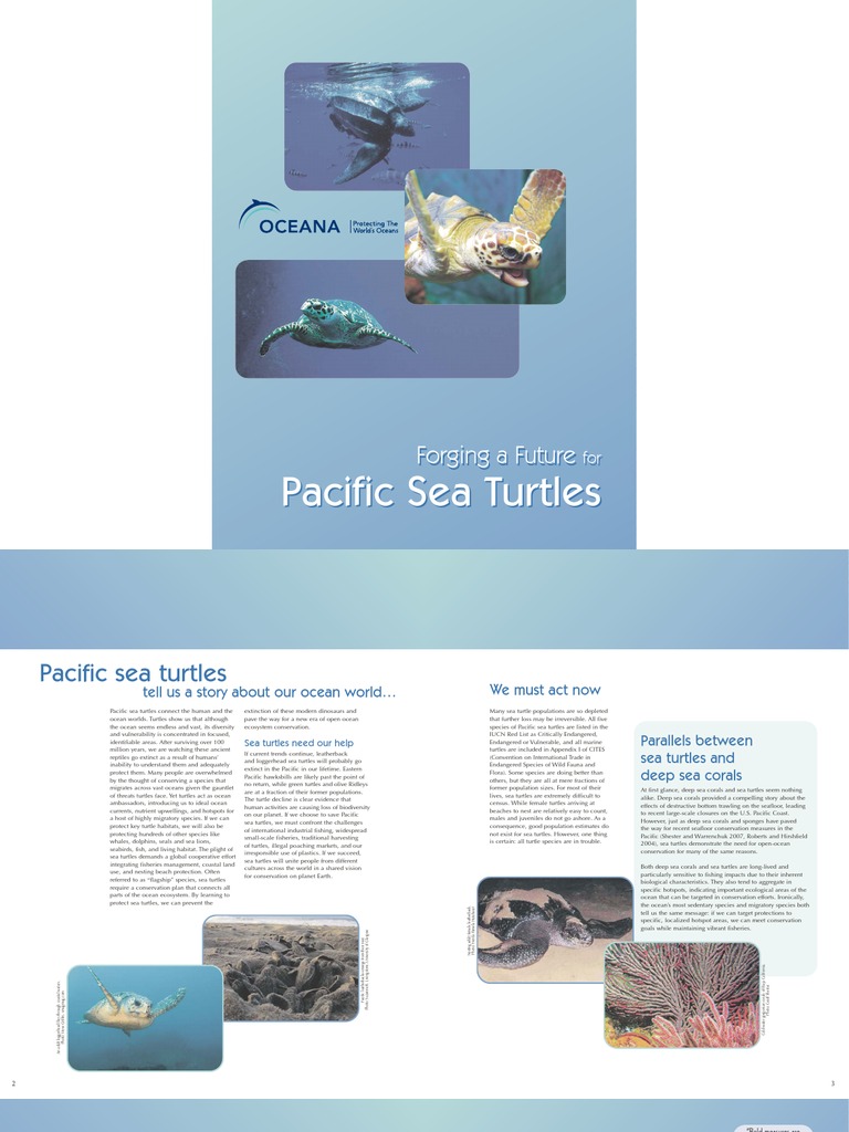 Turtle Report (1) Oceana Loggerheads Leather | PDF | Sea Turtle | Sea