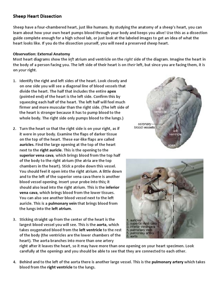 Sheep Heart Dissection Guide | PDF | Heart Valve | Atrium (Heart)