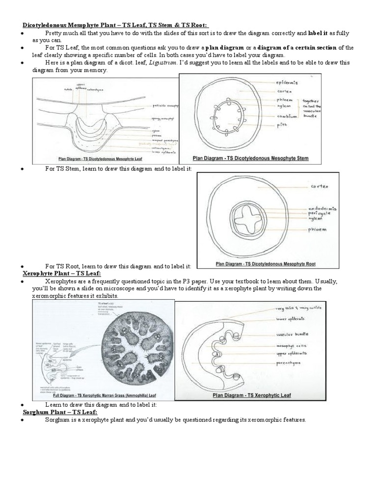 Bio Practical Diagrams | PDF | White Blood Cell | Lung