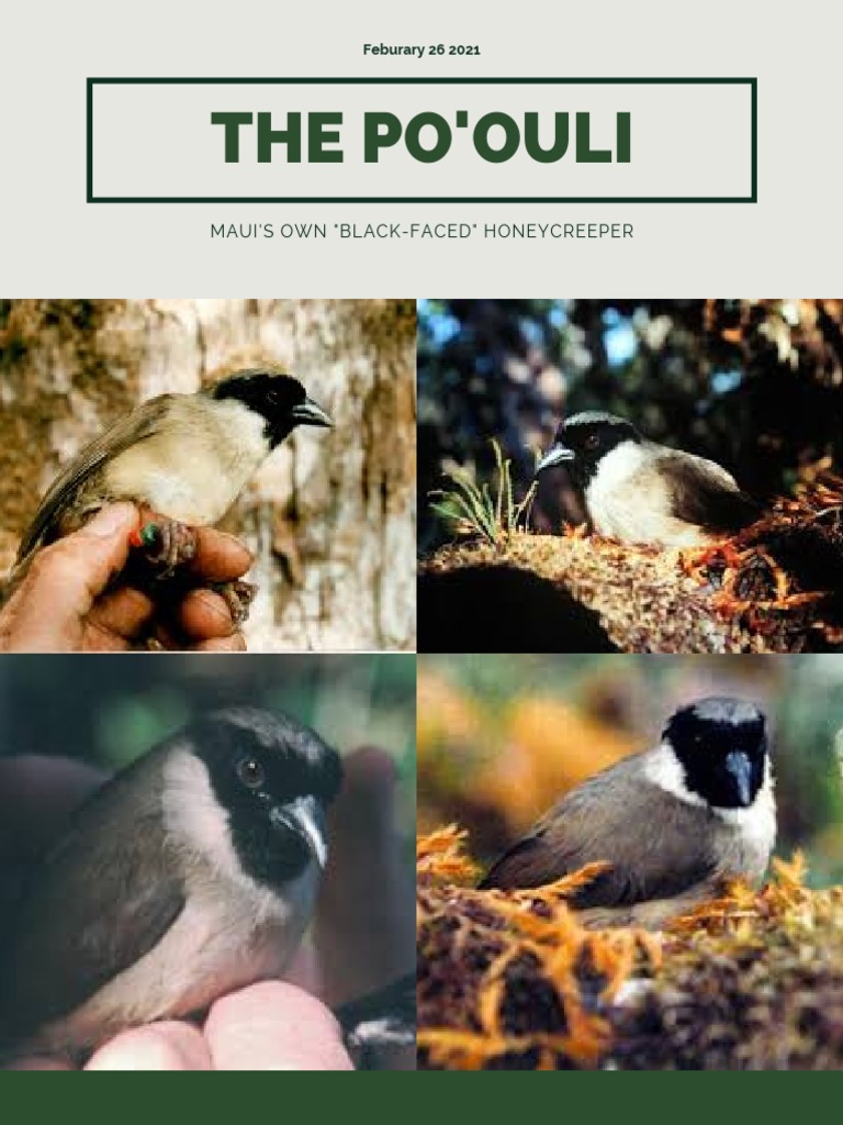 The Poouli | PDF | Birds | Biology