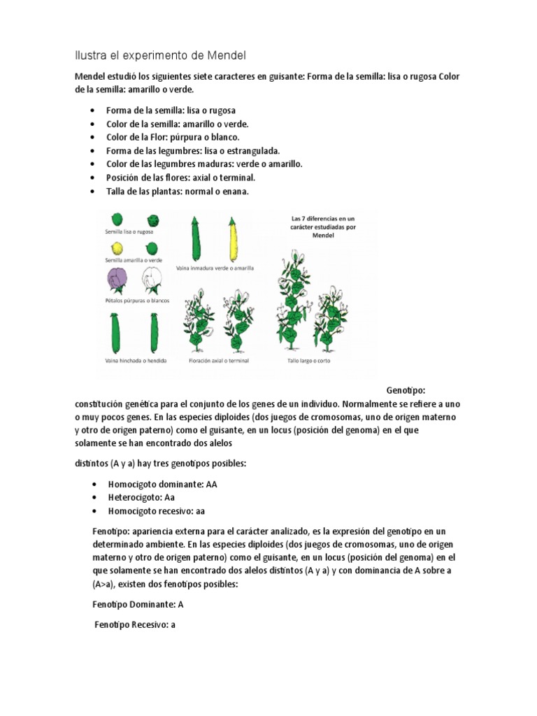 Experimento de Mendel | PDF | Hogar, jardinería y bricolaje | Ciencia y ...