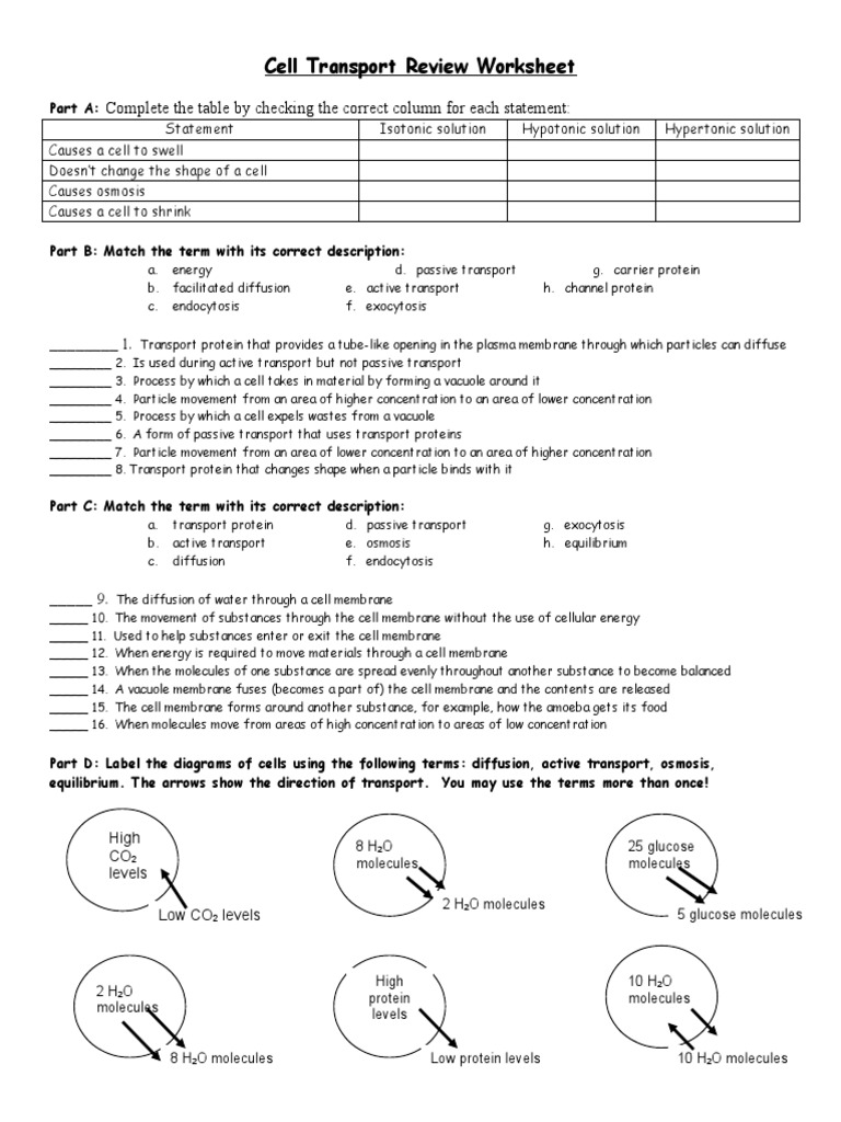 Cell Transport Review Worksheet: Complete The Table by Checking The ...