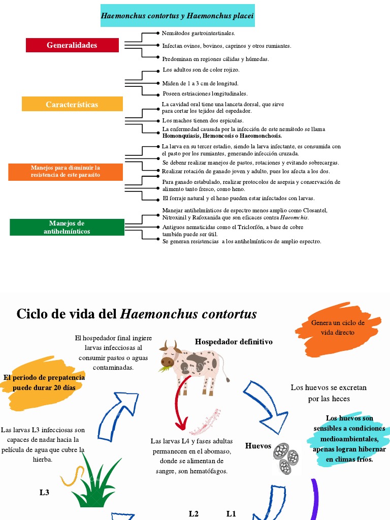 Haemonchus Contortus | PDF | Heces | Nematodo