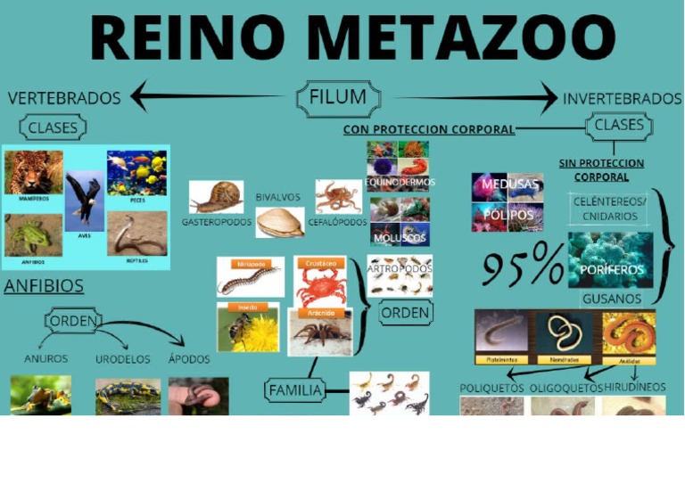 REINO METAZOO