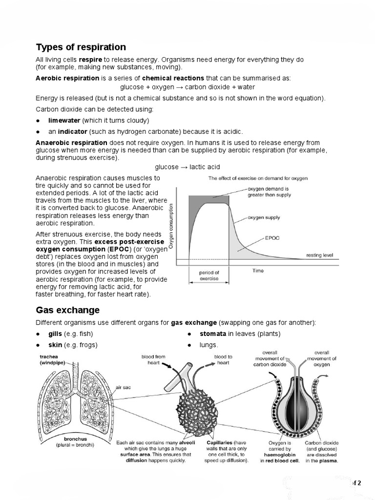 8c Summary Sheets | PDF | Breathing | Lung