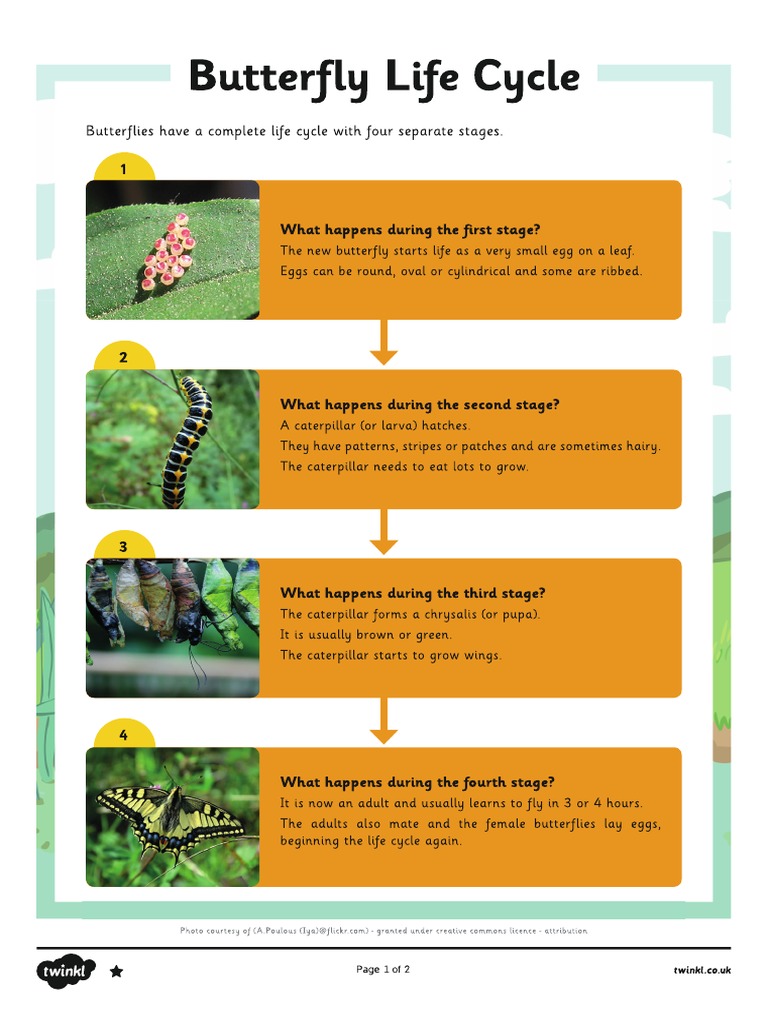 T L 51704 Butterfly Life Cycle Differentiated Reading Comprehension ...