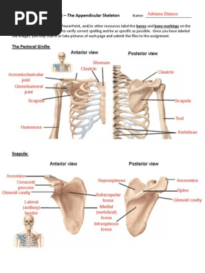 Appendicular Skeleton Labeling Worksheet