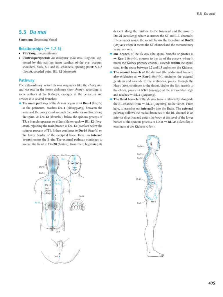 Titik Meridian DU | PDF | Vertebra | Anatomical Terms Of Location