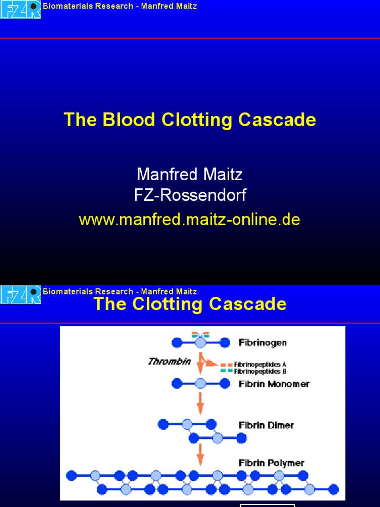 Overview of the Blood Clotting Cascade | PDF | Coagulation | Tissue ...