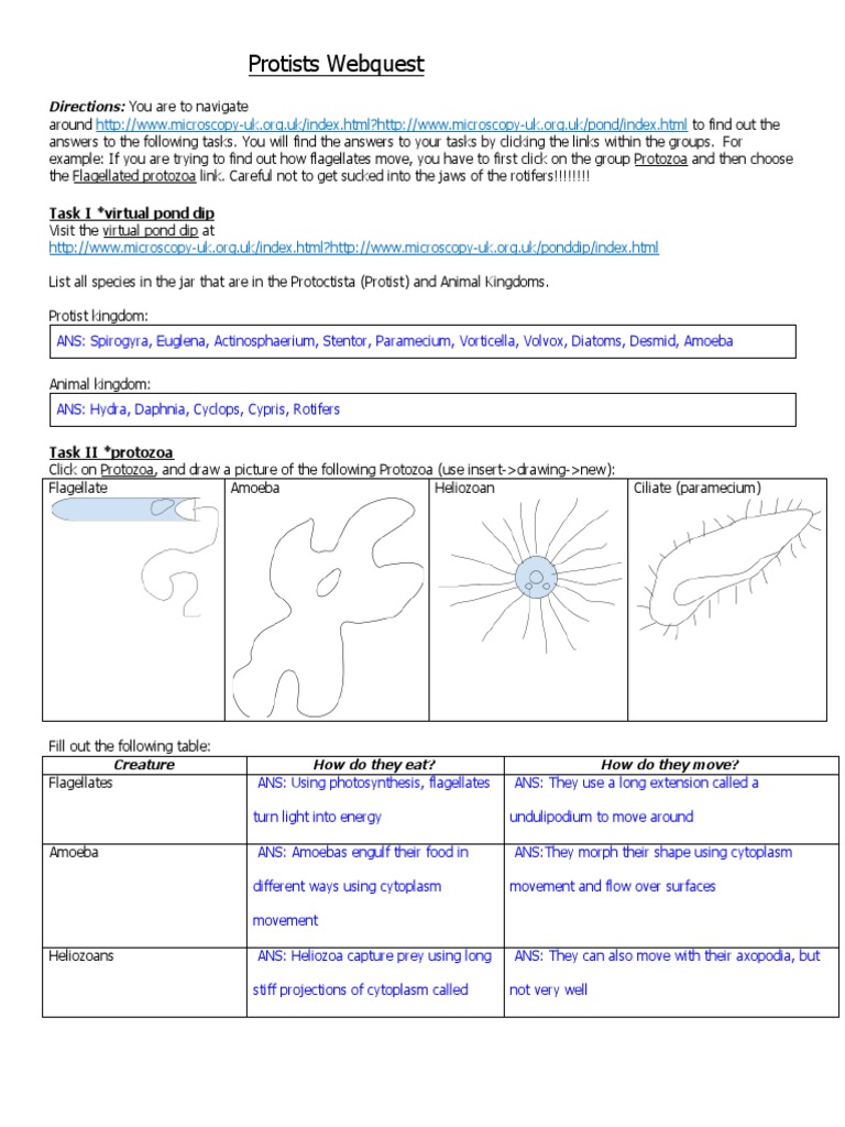 Sean Burke - Online Protist Webquest | PDF | Algae | Protozoa