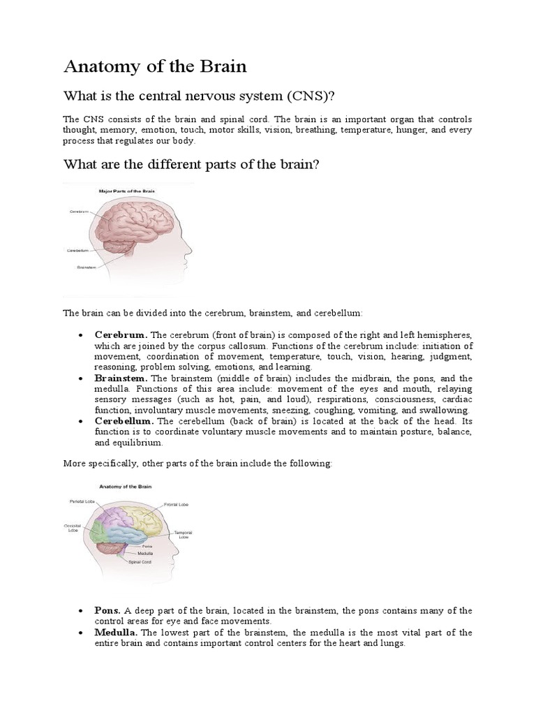 Anatomy of Human Brain | Download Free PDF | Brainstem | Central ...
