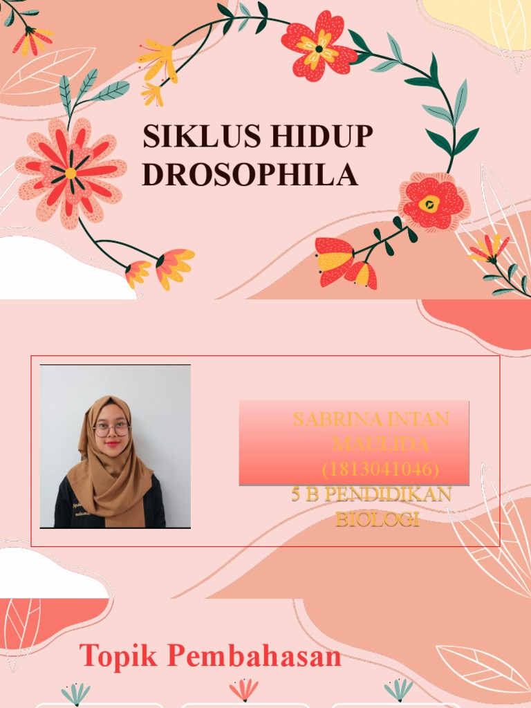 .Sabrina Intan Maulida - PPT Lalat Buah | PDF
