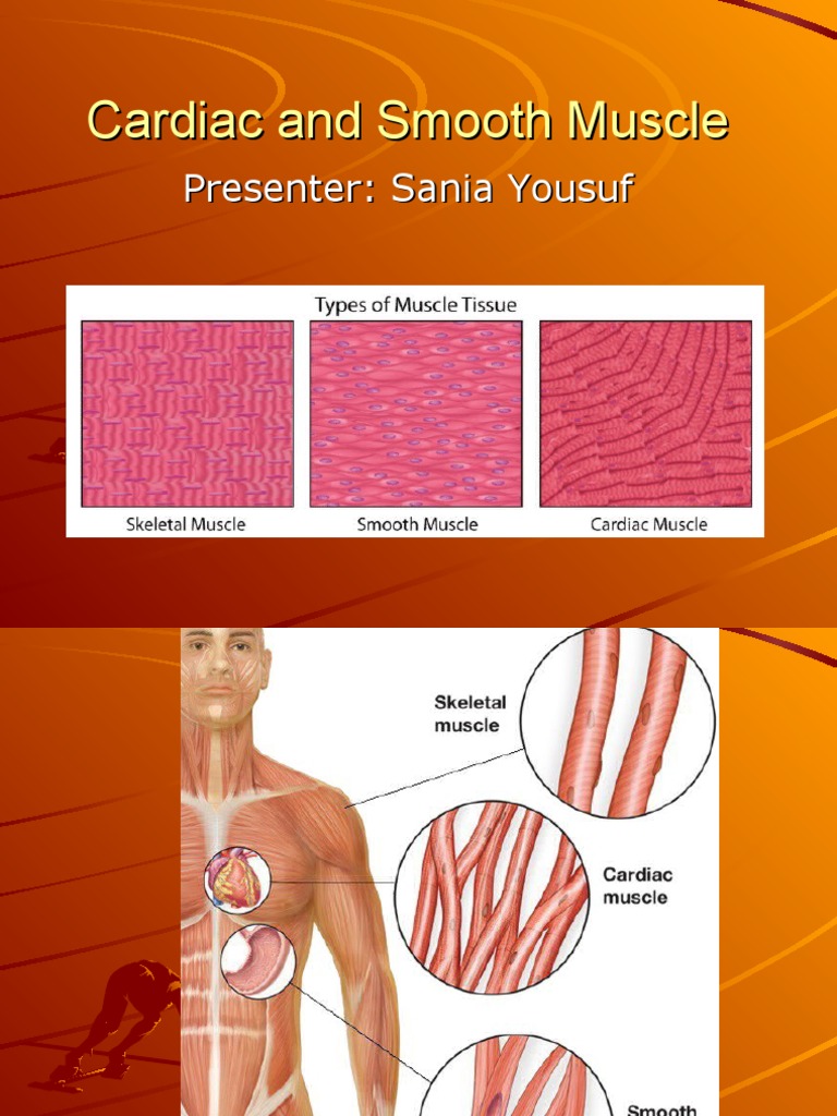 Cardiac & Smooth Muscle Insights | PDF | Muscle Contraction | Cardiac ...
