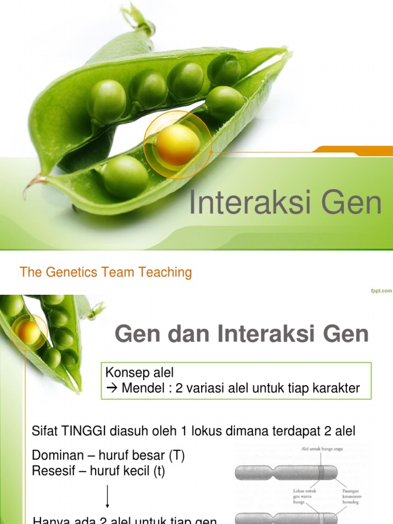 PETEMUAN KE 3 Interaksi Gen | PDF