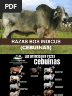 Comparativa Bos Taurus y Bos Indicus | PDF | Vacas | Razas de animales