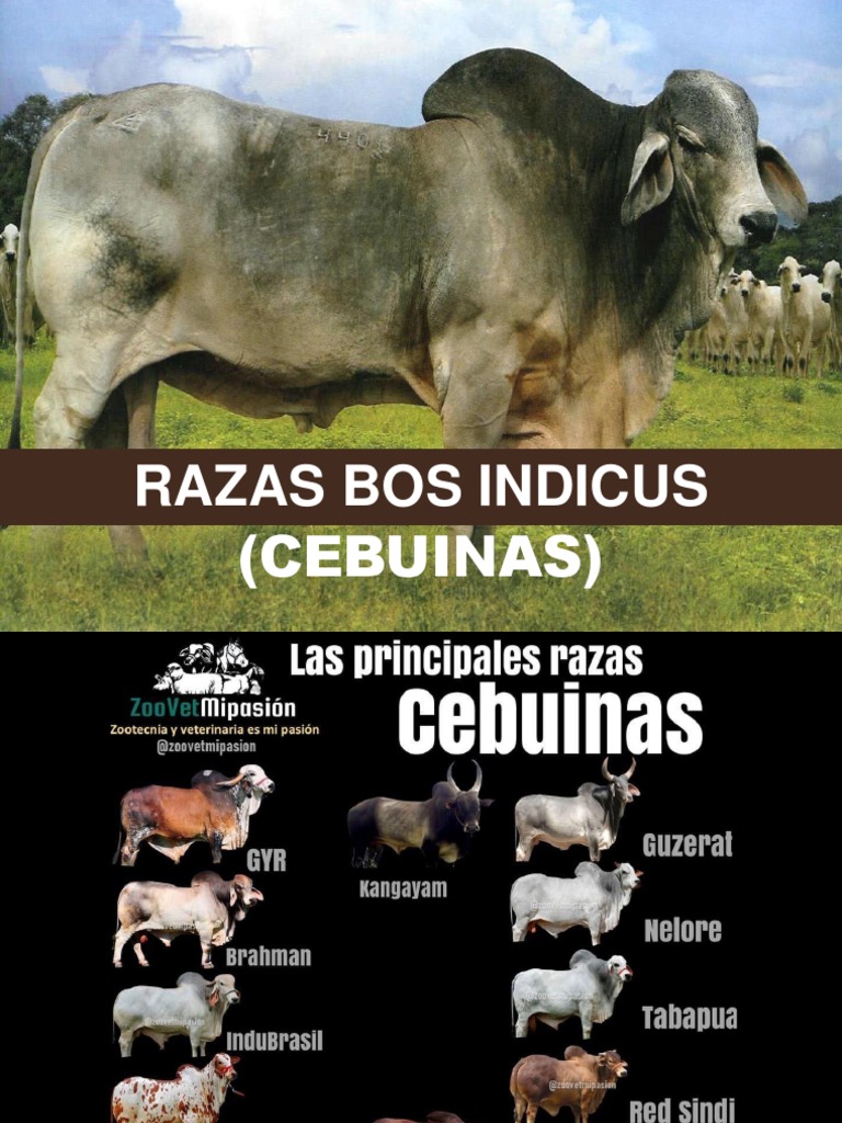 Razas de Bos Indicus y sus características | PDF | Razas de animales ...