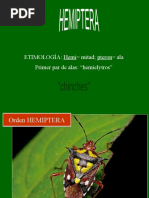 Anatomía y Morfología del Grillo | PDF | Insectos | Artrópodos