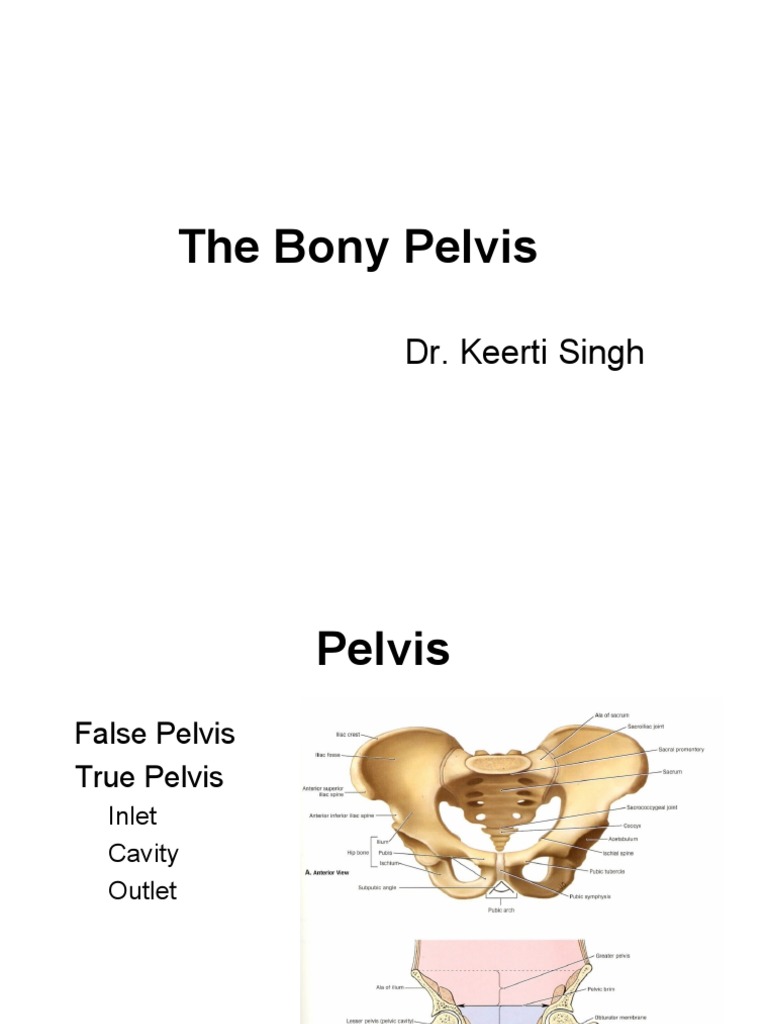 A - Lecture 1 - The Bony Pelvis | PDF | Pelvis | Musculoskeletal System