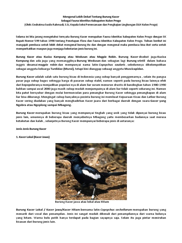 Artikel Mengenal Lebih Dekat Tentang Burung Kacer Flora Fauna Identitas ...