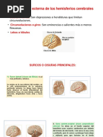 Irrigación Cerebral: Anatomía Detallada | PDF | Cerebelo | Cerebro