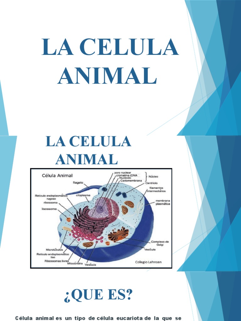La Celula Animal ... | PDF | Citoplasma | Biología Celular)