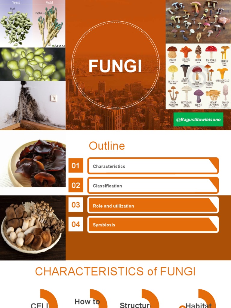 Characteristics and Classification of Fungi | PDF | Fungus | Biology