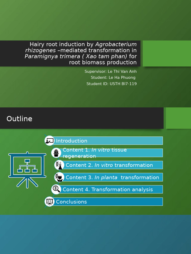 Hairy Root Induction by Agrobacterium Rhizogenes - Mediated ...