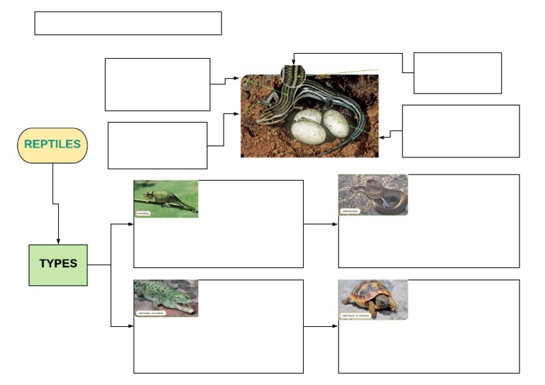 55000030.Reptiles Mind Map