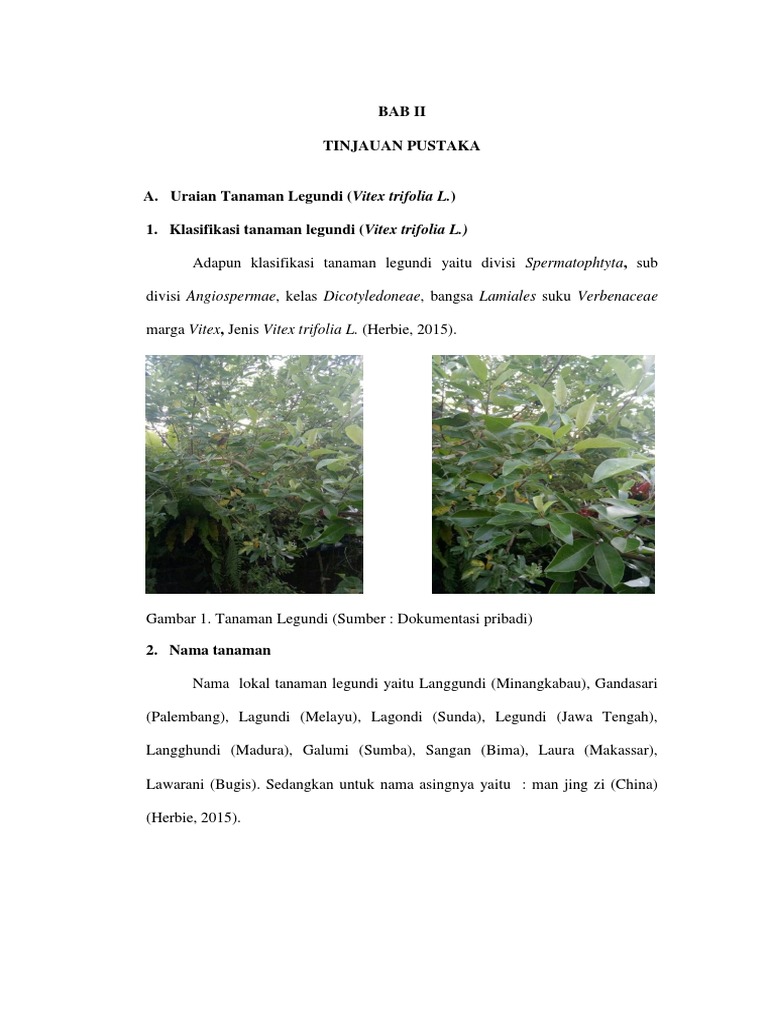 Manfaat dan Klasifikasi Tanaman Legundi | PDF