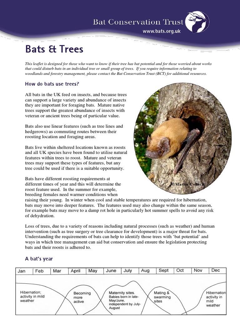 How Do Bats Use Trees? | PDF | Bat | Trees