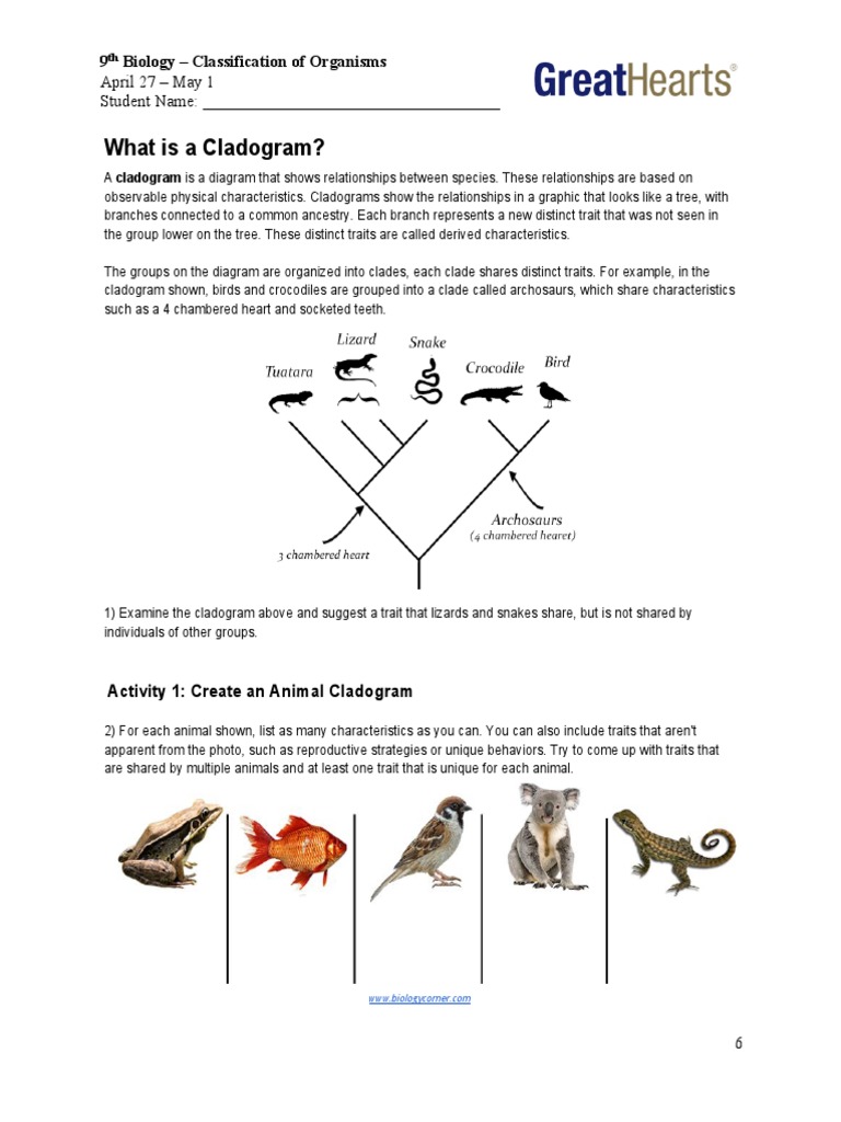 Cladogram Ws | PDF | Panthera | Homology (Biology)