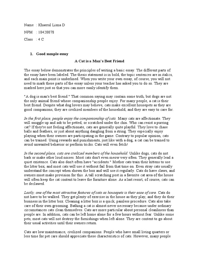 Good Sample Essay A Cat Is A Man's Best Friend | PDF | Cats