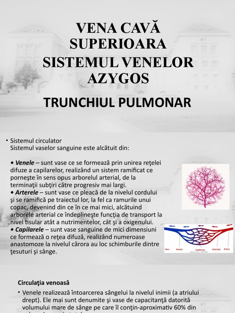 VENA CAVA SUPERIOARA - SISTEMUL VENE LOR AZYGOS - Trunchiul Pulmonar | PDF