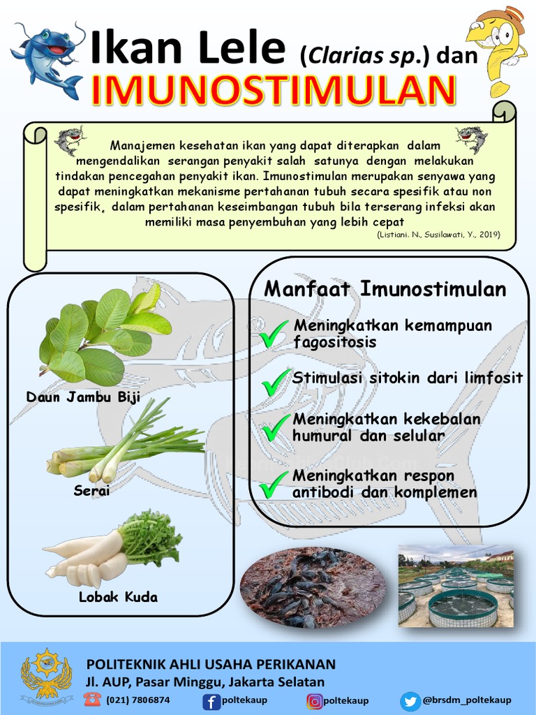 Poster Budidaya Lele Sangkuriang | PDF