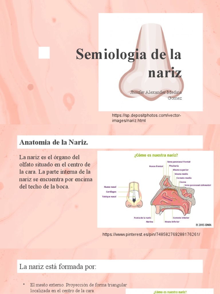 Expo Nariz | Descargar gratis PDF | Rinología | Rasgos faciales
