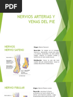 Inervación Del Pie | PDF | Dedo del pie | Pie
