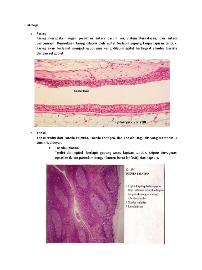 Histologi Faring | PDF