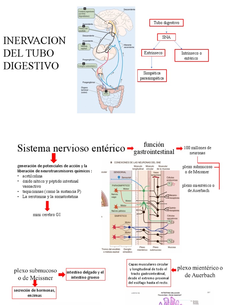 Inervacion Del Tubo Digestivo | PDF