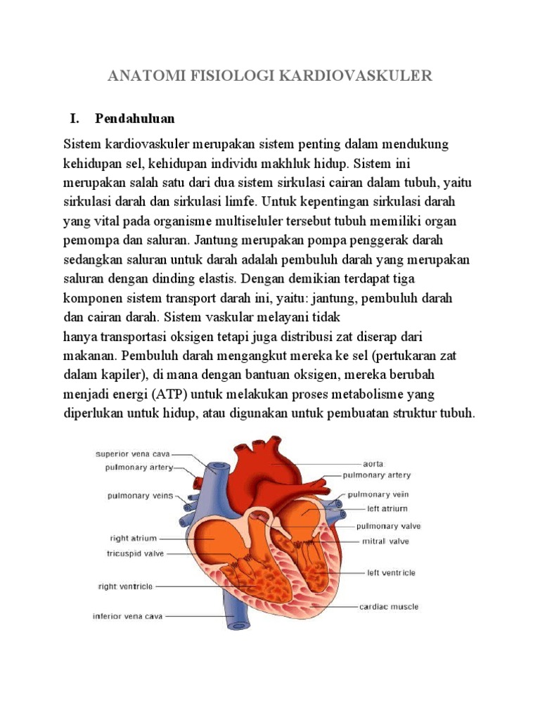 Anatomi Fisiologi Kardiovaskuler | PDF