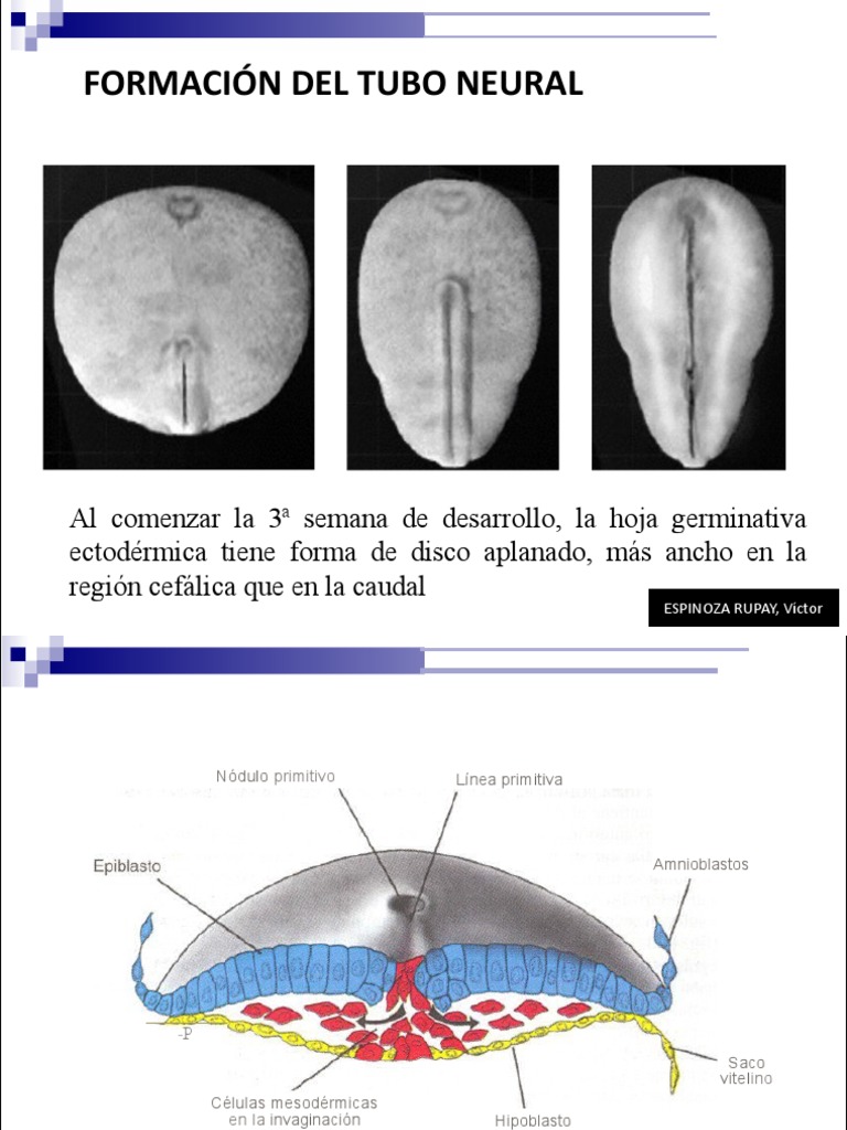 Formación Del Tubo NEURAL | PDF | Reproducción | Biología del desarrollo