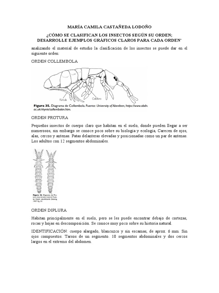 Clasificación de Insectos por Orden | PDF | Insectos | Hexapoda