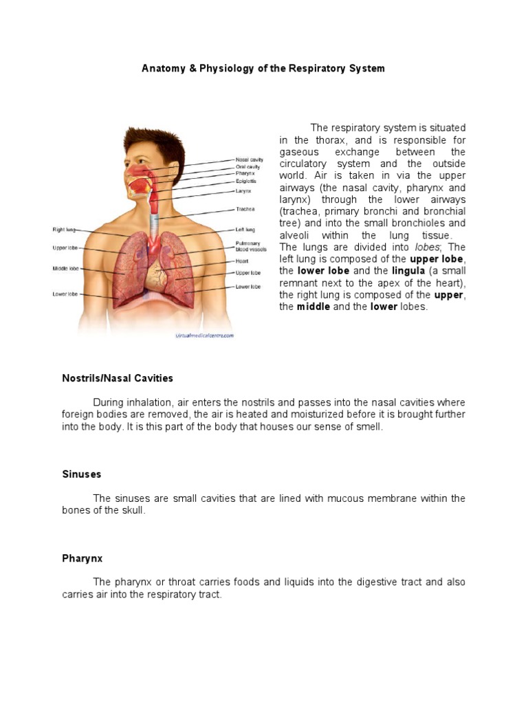 Anatomy & Physiology of The Respiratory System | PDF | Respiratory ...