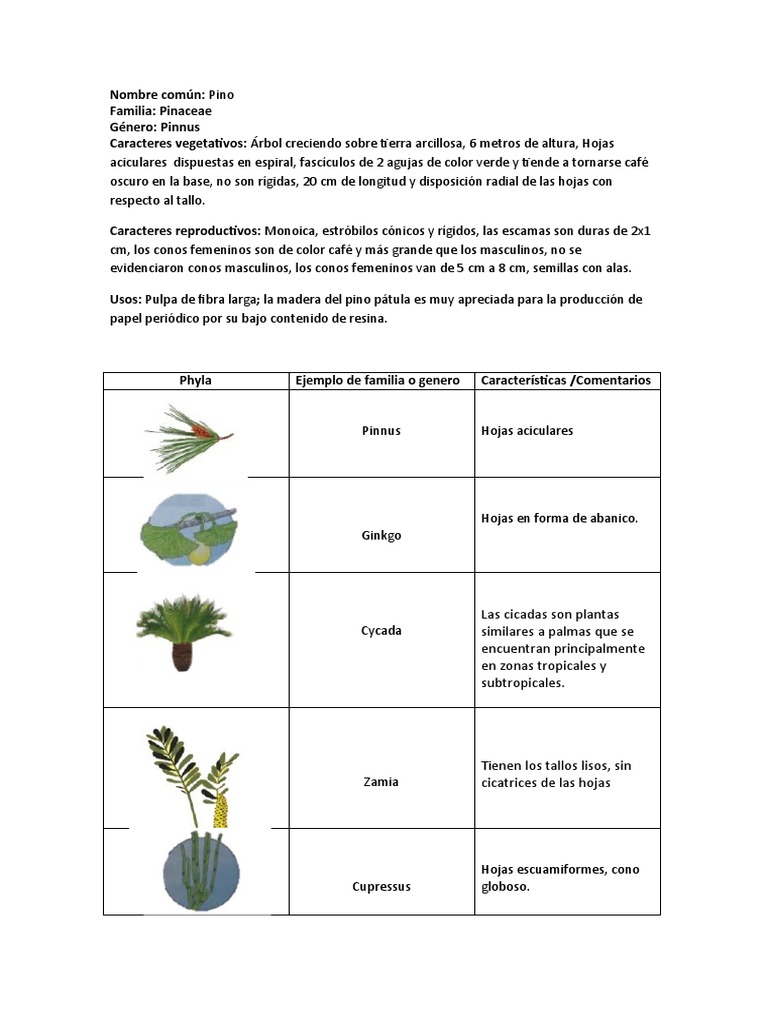 Descripcion Pino | PDF | Morfología Vegetal | Hoja