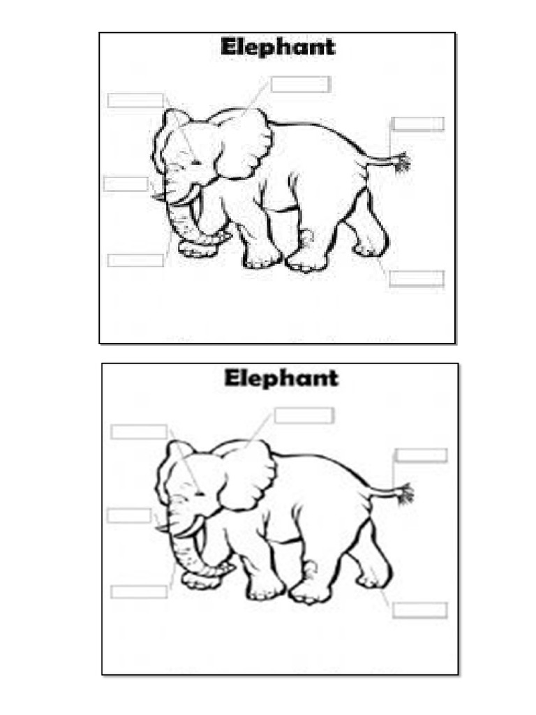 Parts of Elephant Worksheet | PDF