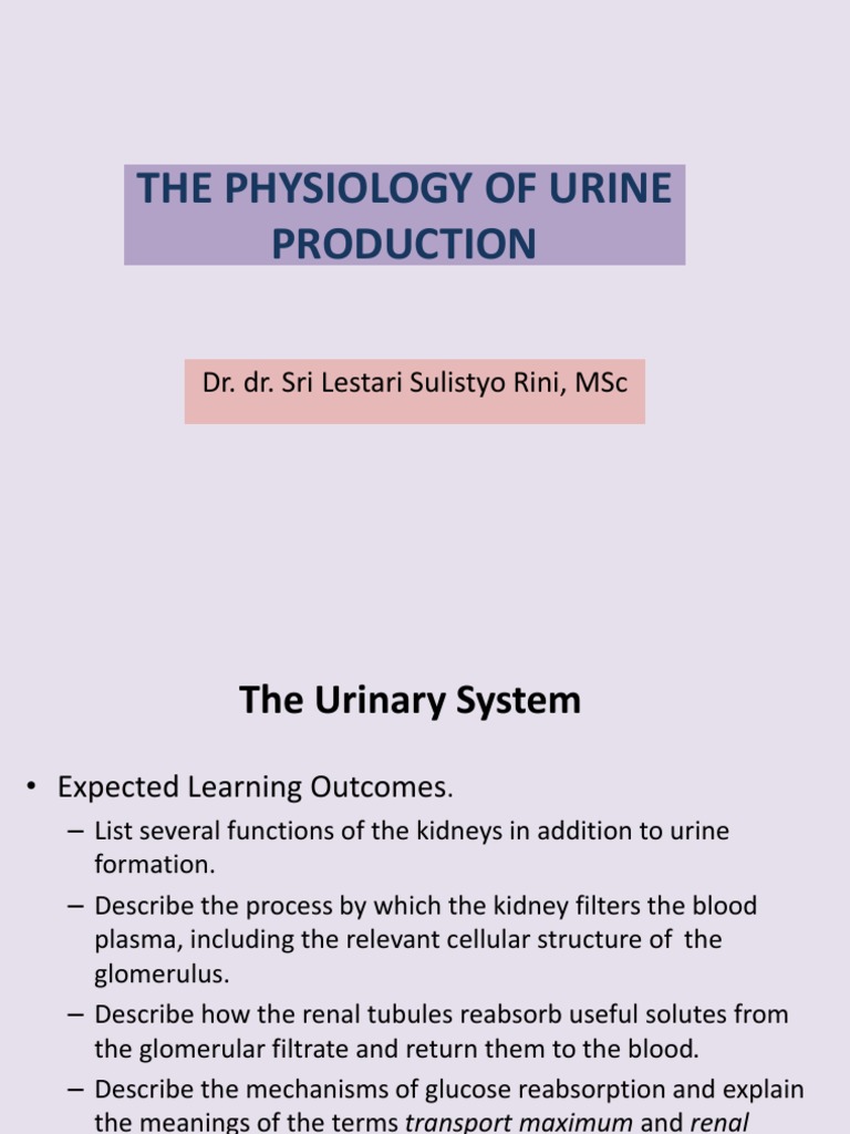Renal Tubule Functions and Water Reabsorption | PDF | Kidney | Anatomy