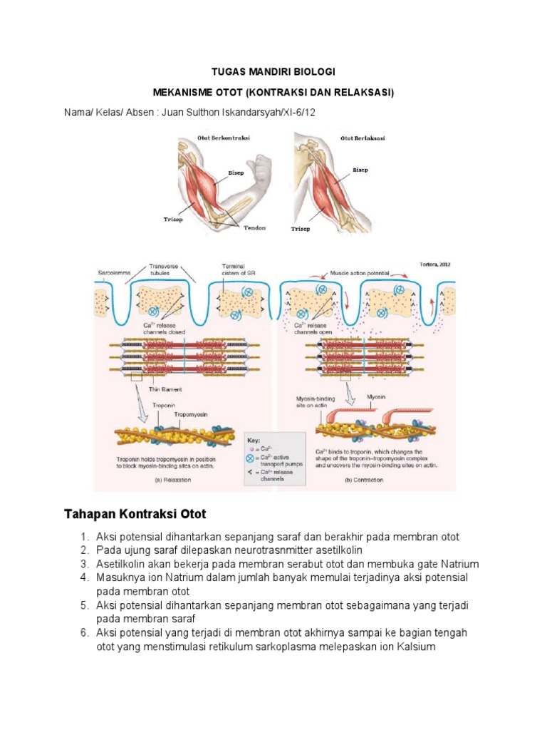 Mekanisme Otot | PDF