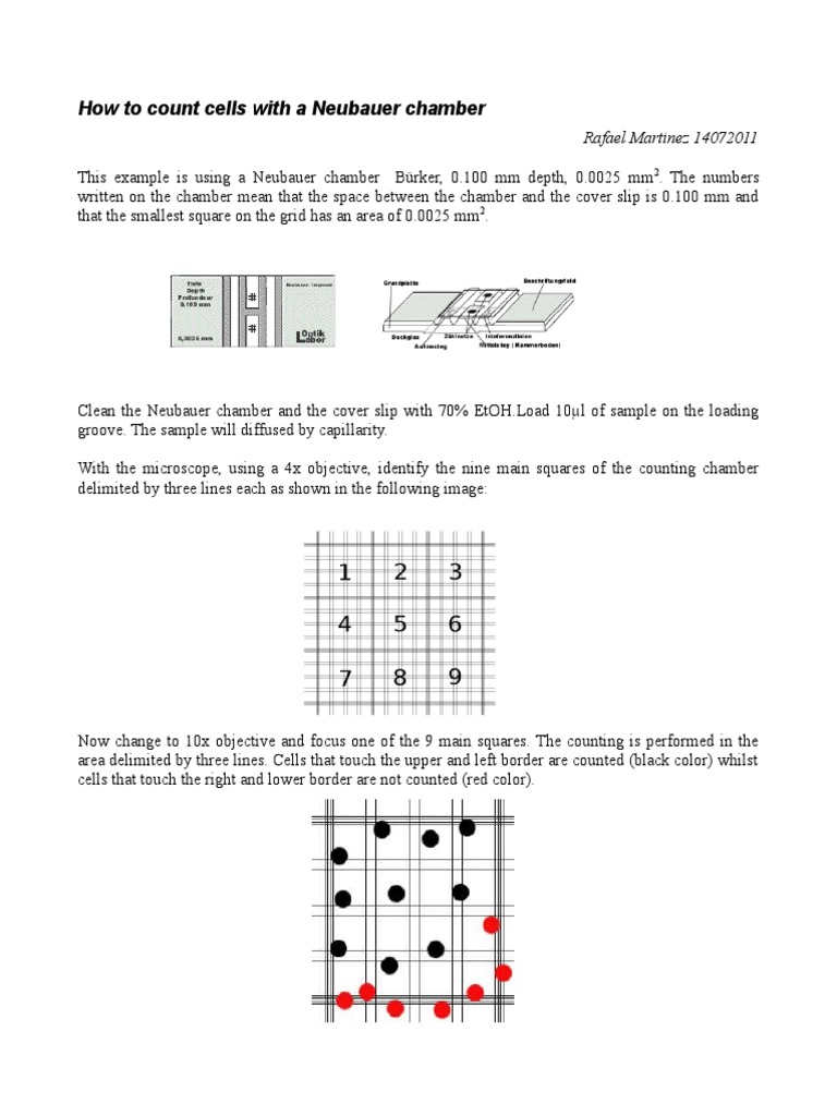Counting Cells with a Neubauer Chamber: A Step-by-Step Guide | PDF ...