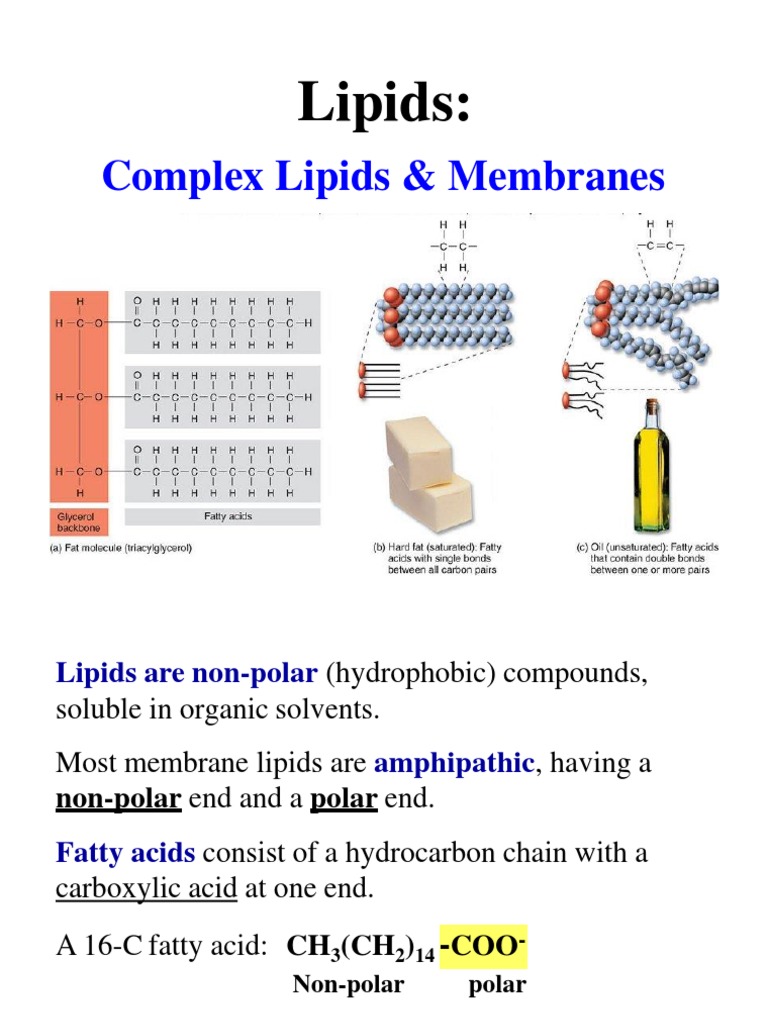 Complex Lipids & Membranes | PDF | Hydrolysis | Lipid